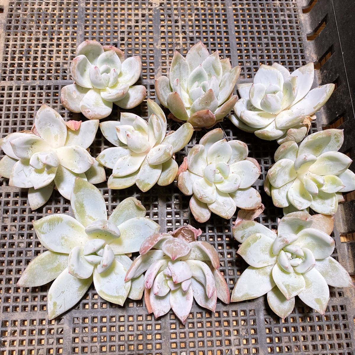 Yahoo!オークション - R27-35. サンア 10個 多肉植物 エケベリア