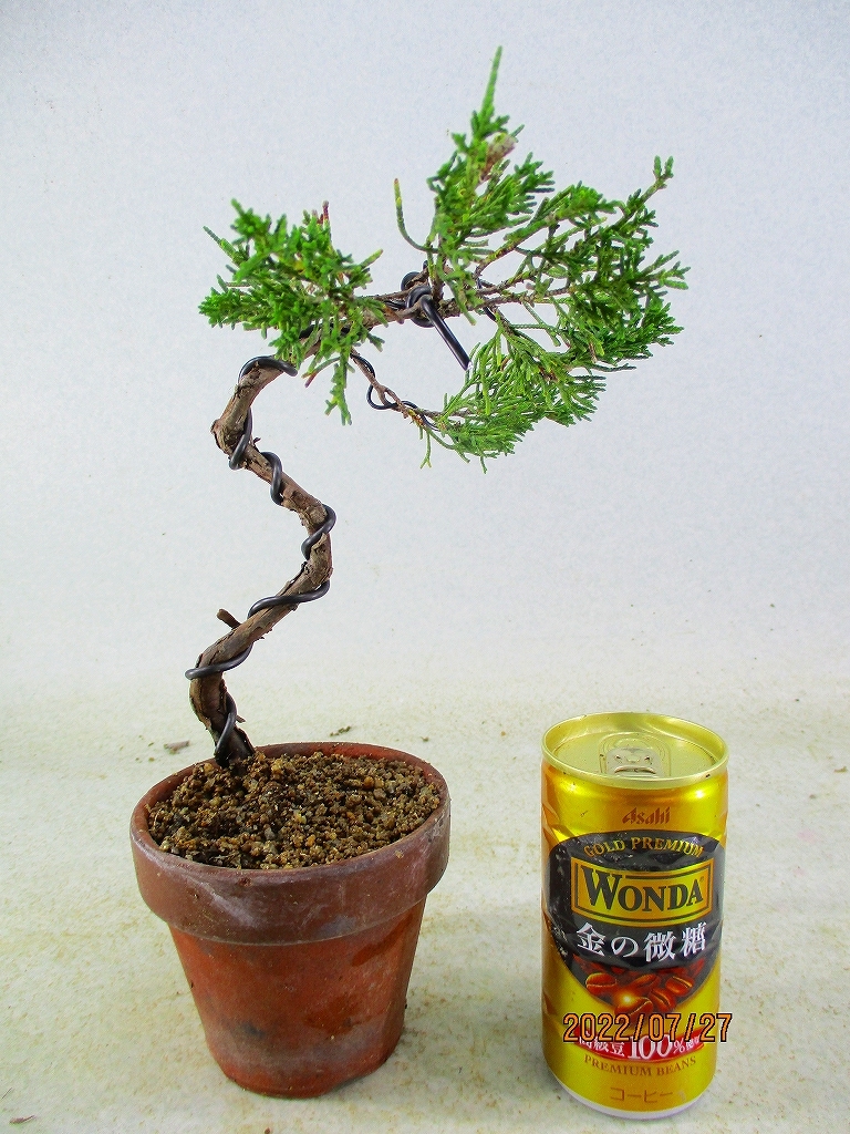 Yahoo!オークション - [讃岐屋緑兵衛] 真柏 (7665駄温鉢)全高 25㎝ 同...