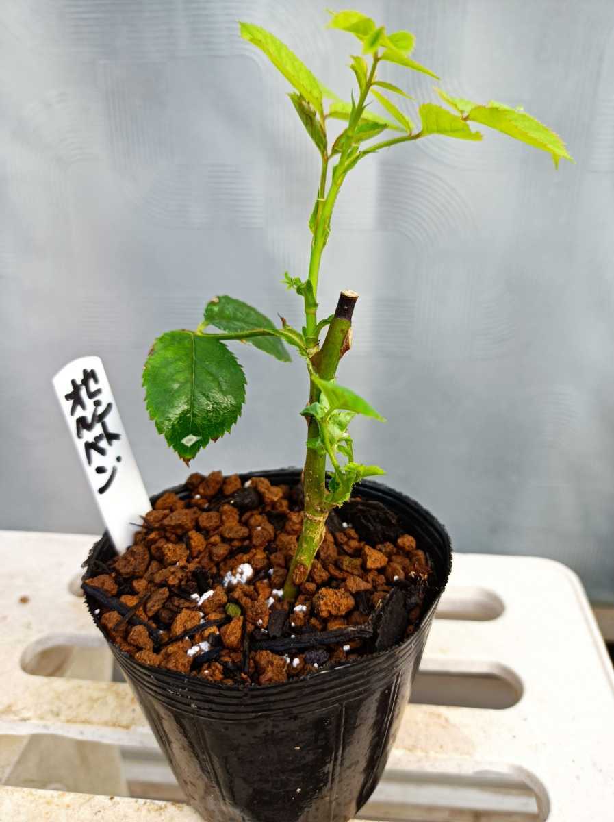 Yahoo!オークション - セント・オルバン 627