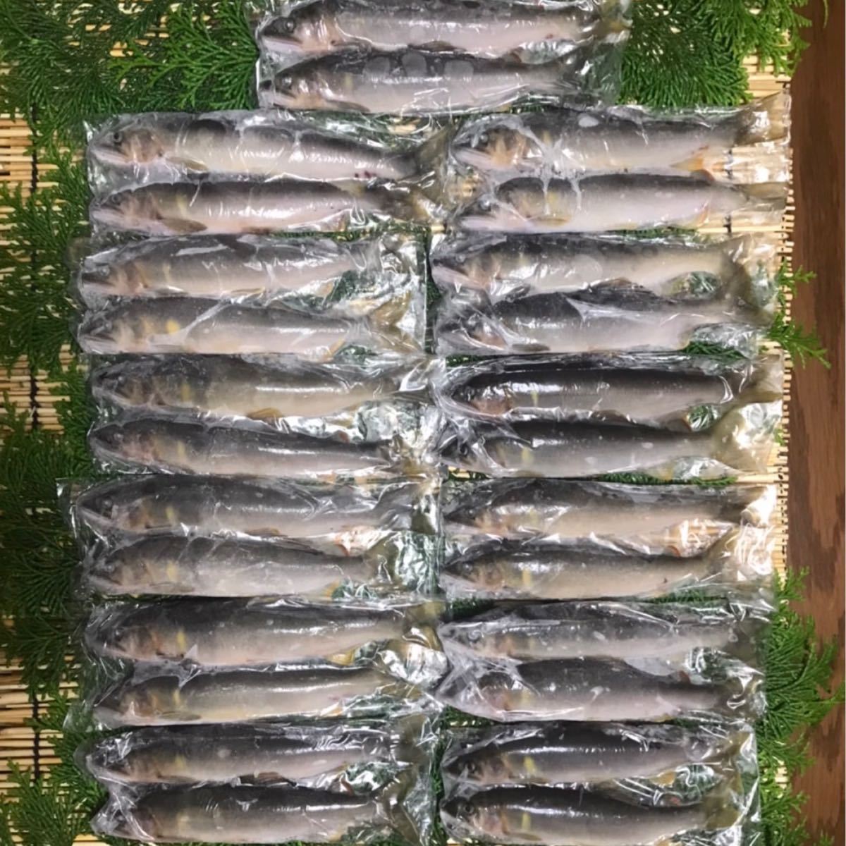 Yahoo!オークション - [ 天然鮎 和歌山熊野川]新物 天然あゆ 16㎝～1...