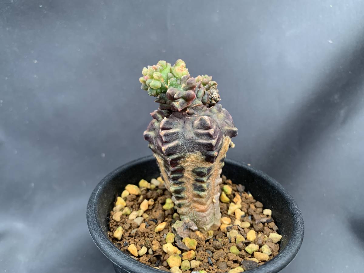 Yahoo!オークション - サボテン・多肉植物 D49 牡丹玉モンスト