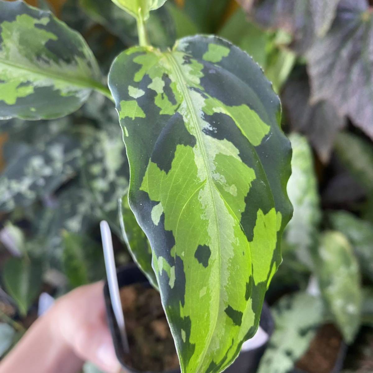 Yahoo!オークション - 【大きめ】Aglaonema pictumtype NIRVASH from P...