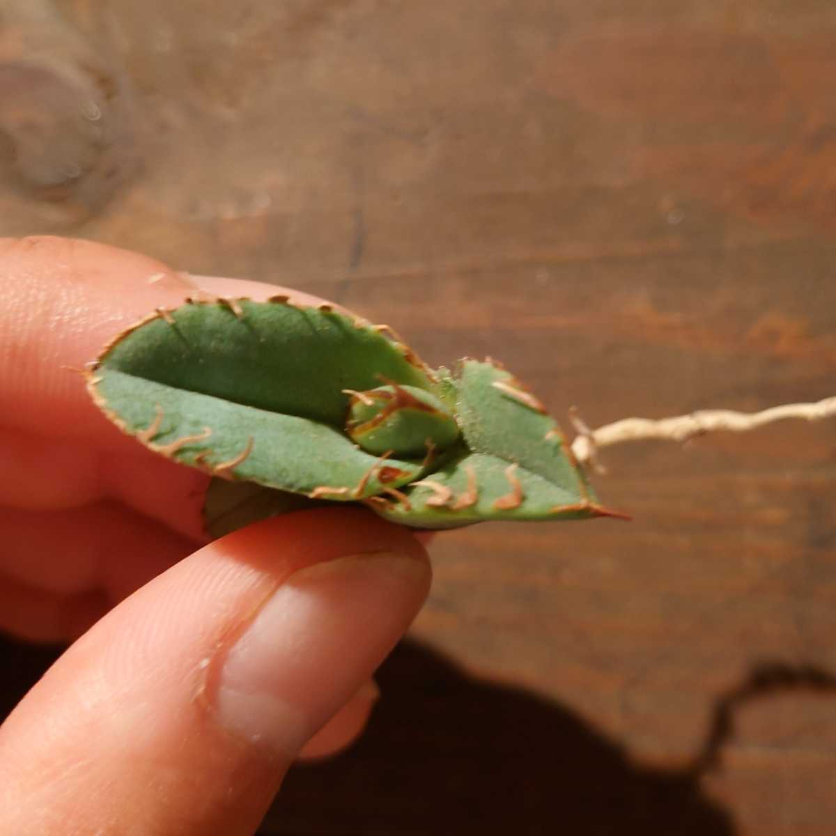 Yahoo!オークション - アガベ チタノタ fo222 Agave titanota 子株 ② ...