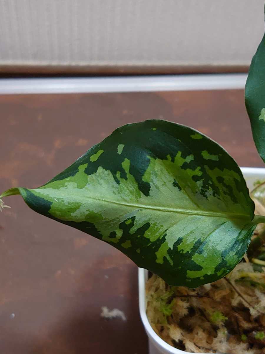 Yahoo!オークション - 【AZ0611-3】Aglaonema pictumtype NIRVASHfrom ...
