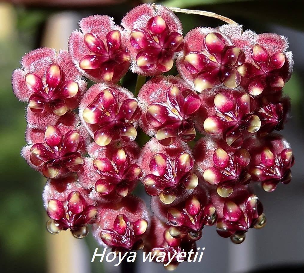 Yahoo!オークション - (^ ^)(657) Hoya wayetii variegata(紅)