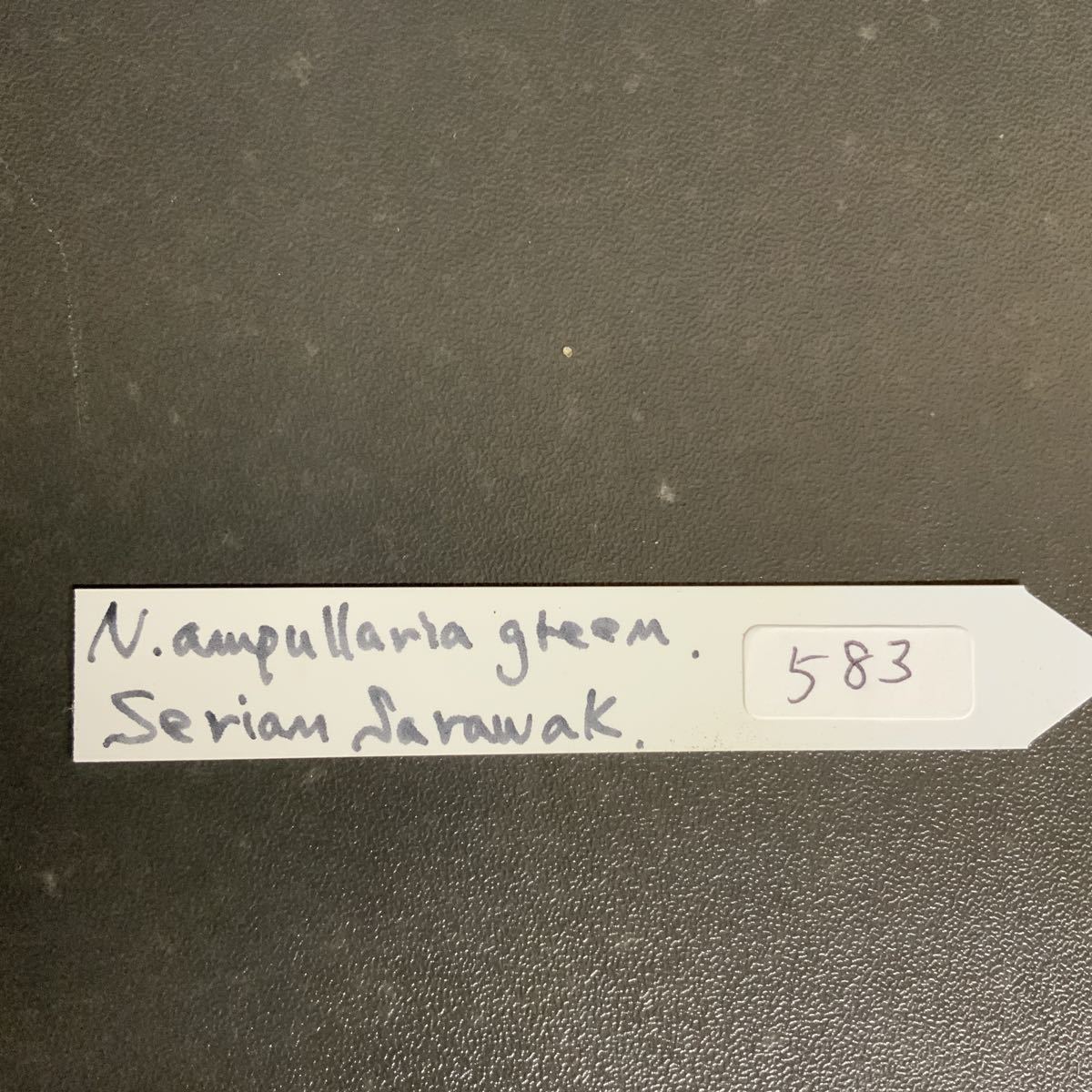 Yahoo!オークション - (^ ^)(583)ネペンテス