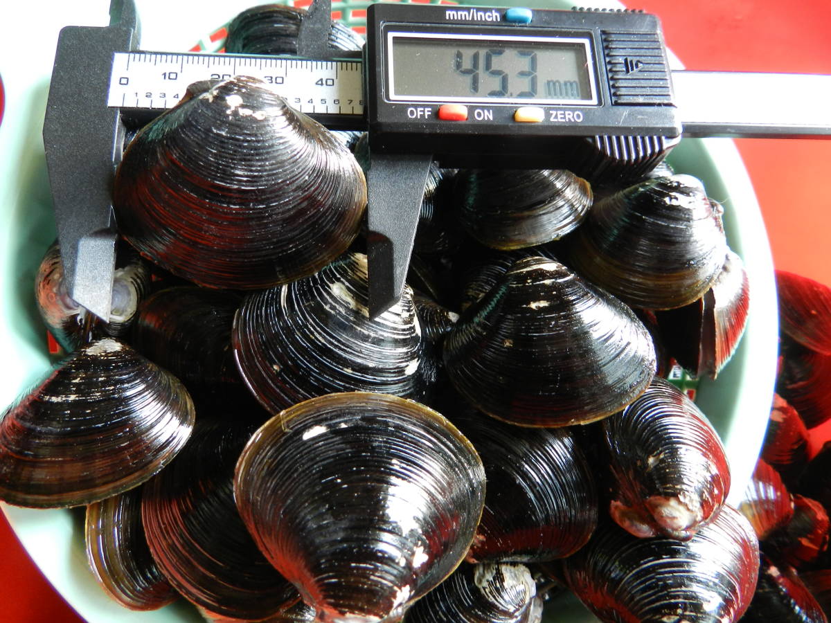 Yahoo!オークション - 大和 しじみ シジミ 蜆 北海道産 大粒殻付き 天...