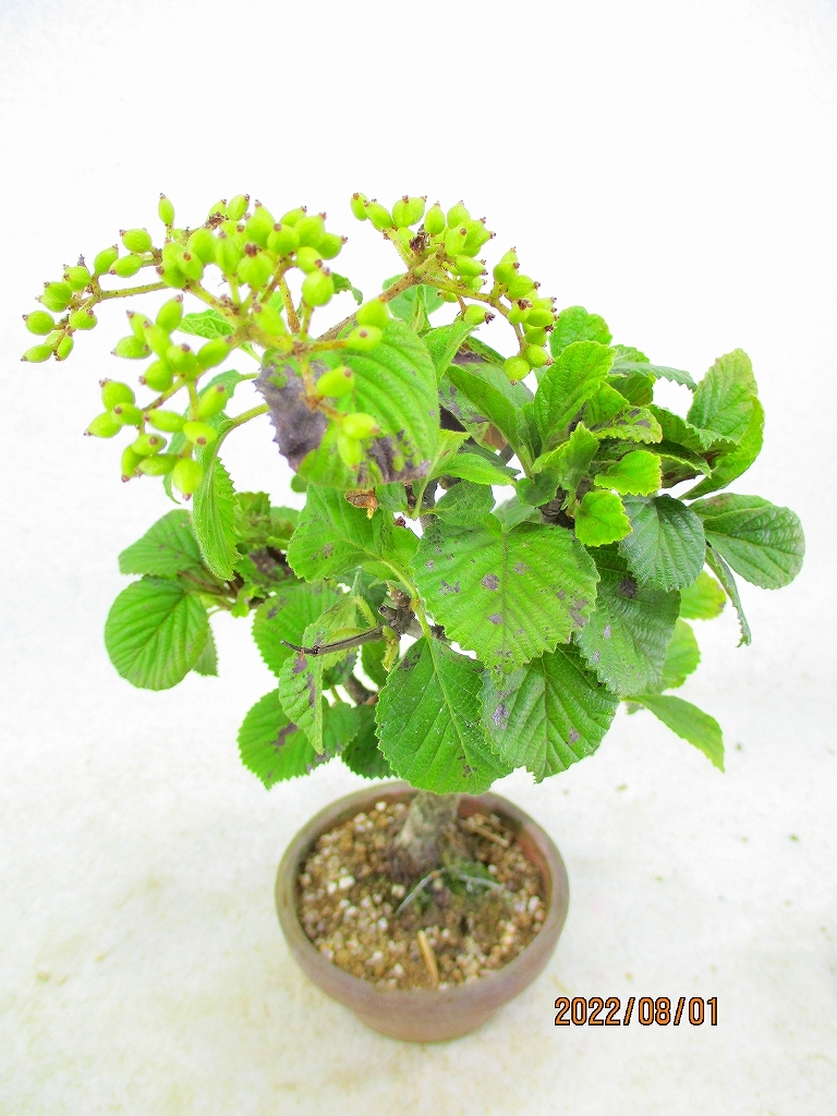 Yahoo!オークション - [讃岐屋緑兵衛] ガマズミ (7837駄温鉢)全高 30㎝...