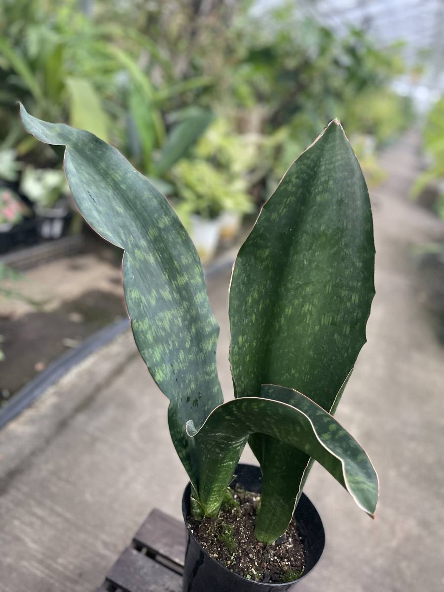 Yahoo!オークション - サンスベリア・' マラウィミッドナイト ' SANSEV...