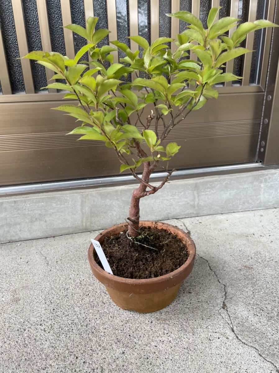 Yahoo!オークション - ヒメシャラ 姫沙羅 中品盆栽 152