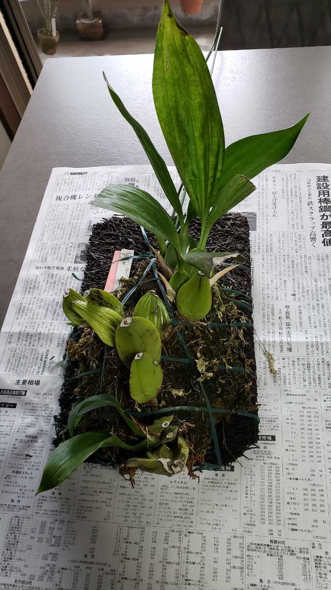 Yahoo!オークション - Coel.Burfordiense