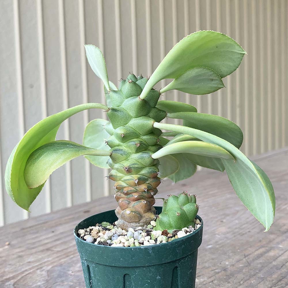 Yahoo!オークション - モナデニウム リチェイ錦 / 2号 0943