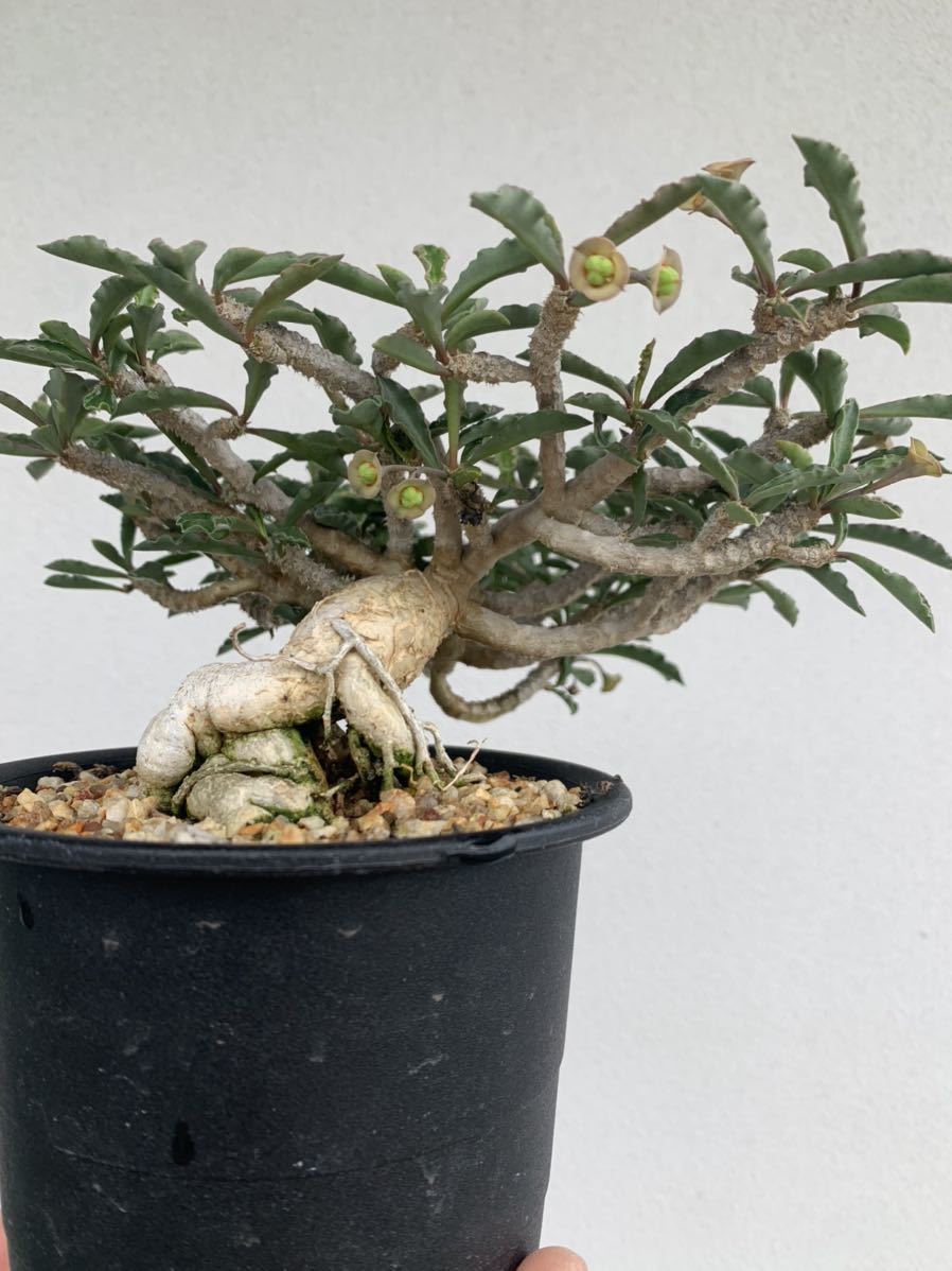 Euphorbia capsaintemariensis ユーフォルビア カプサインテマリ Euphorbia capsaintemariensis ユーフォルビア カプサインテマリ