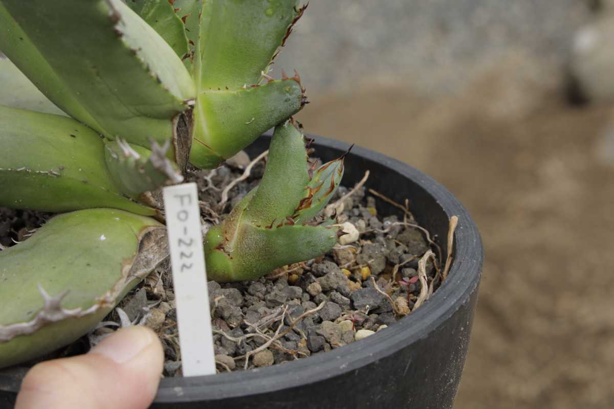 Yahoo!オークション - FO222 アガベ チタノタ FO 裏棘 子株