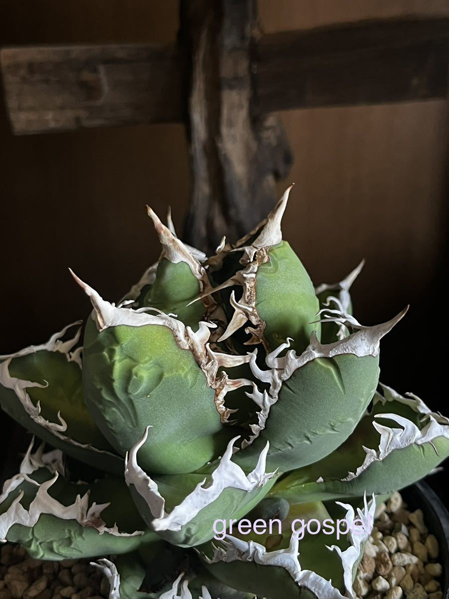 Agave titanota 【包心龍】① 希少種 子株 アガベ チタノタ Agave titanota 【包心龍】① 希少種 子株 アガベ チタノタ