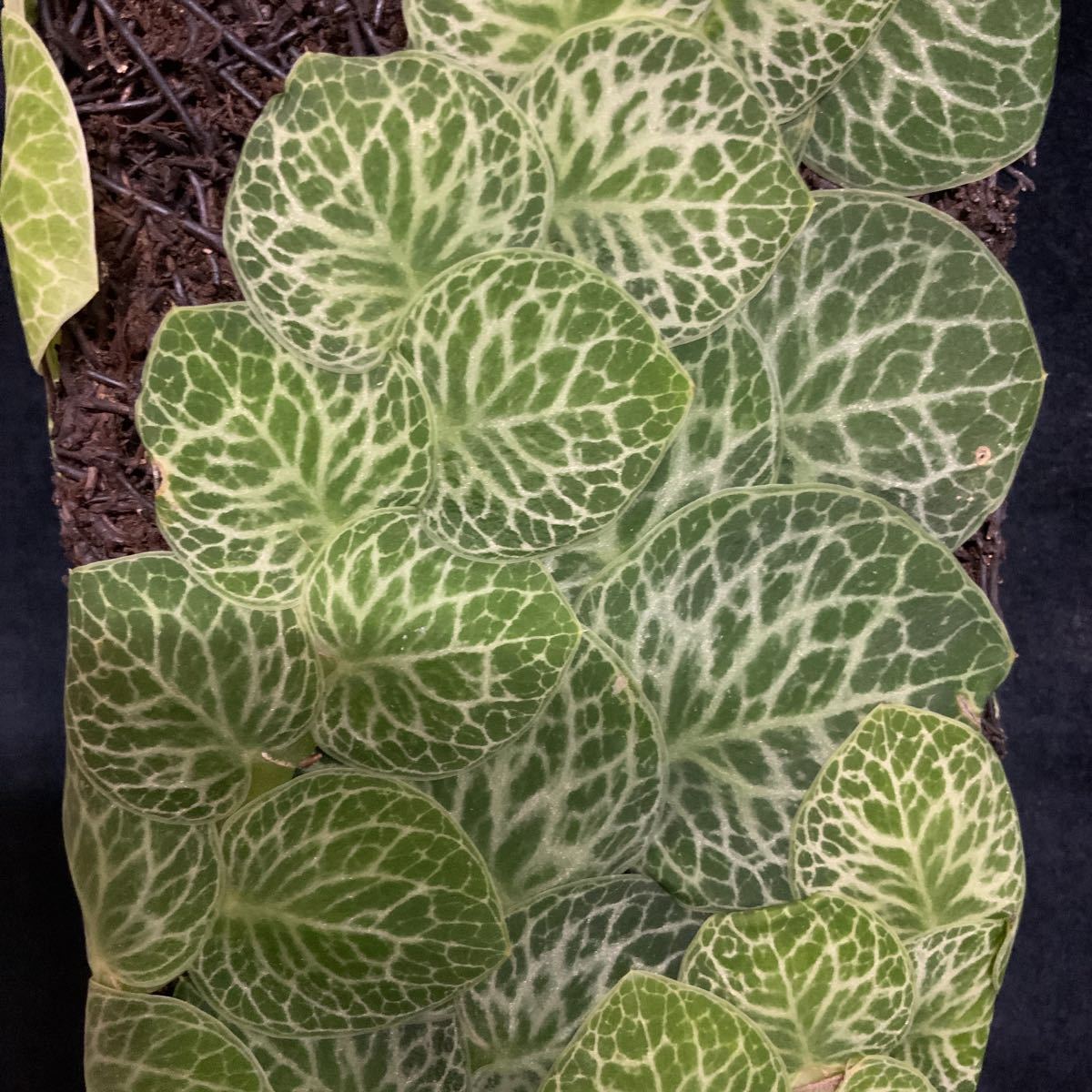 Yahoo!オークション - (^ ^)(743)Rhaphidophora cryptantha