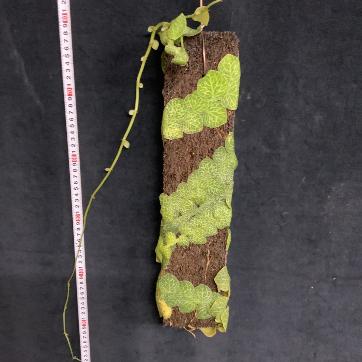 Yahoo!オークション - (^ ^)(743)Rhaphidophora cryptantha