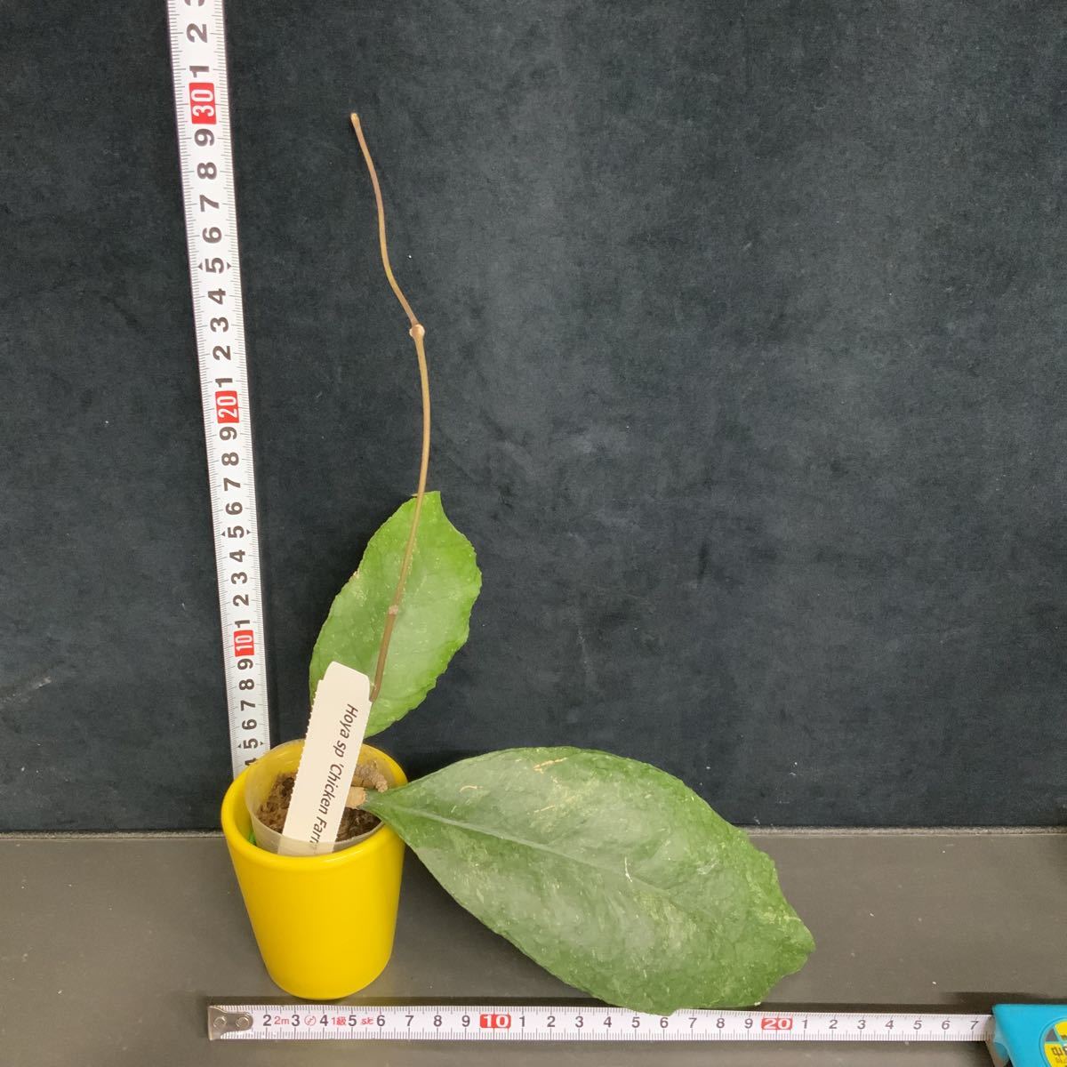 Yahoo!オークション - (^ ^)(793)Hoya sp 'Chicken Farm'