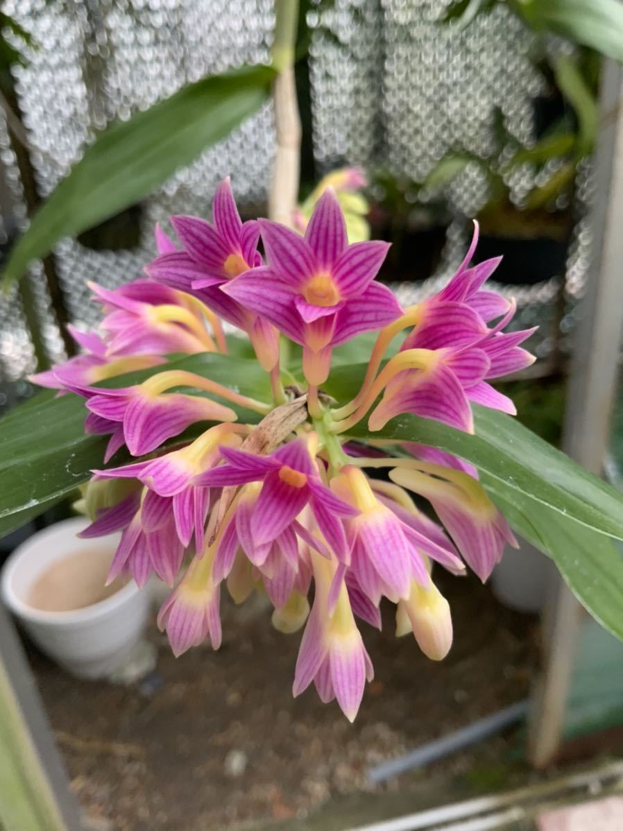 Yahoo!オークション - (^ ^)(685)洋蘭原種 Den. usitae （Red Coral x ...