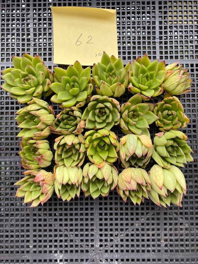 Yahoo!オークション - 0913-HD006-62 エボニーhyb20個 多肉植物エ...