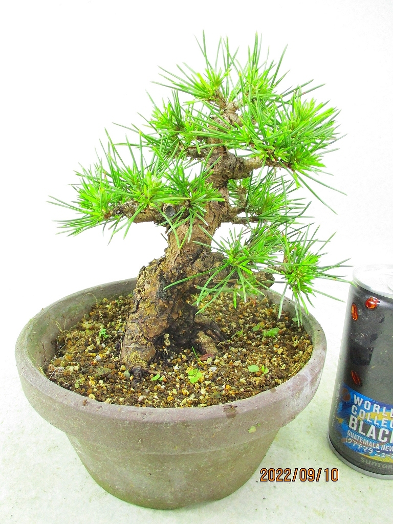 Yahoo!オークション - [讃岐屋緑兵衛] 黒松 (9190駄温鉢)全高 22㎝ 同...