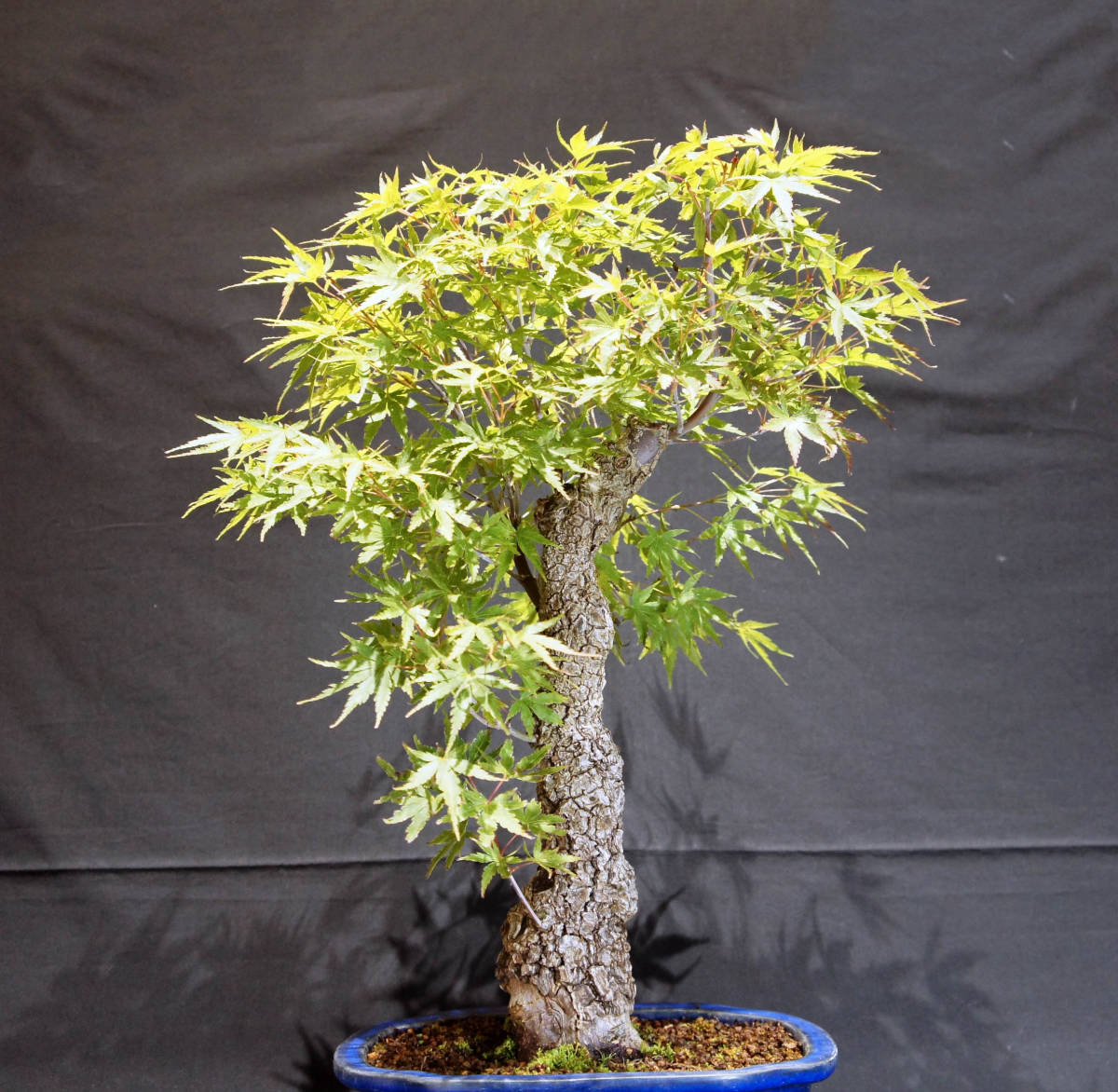 もみじ 荒皮もみじ (アラカワモミジ / モミジ) 盆栽 奥行33cm もみじ 荒皮もみじ (アラカワモミジ / モミジ) 盆栽 奥行33cm