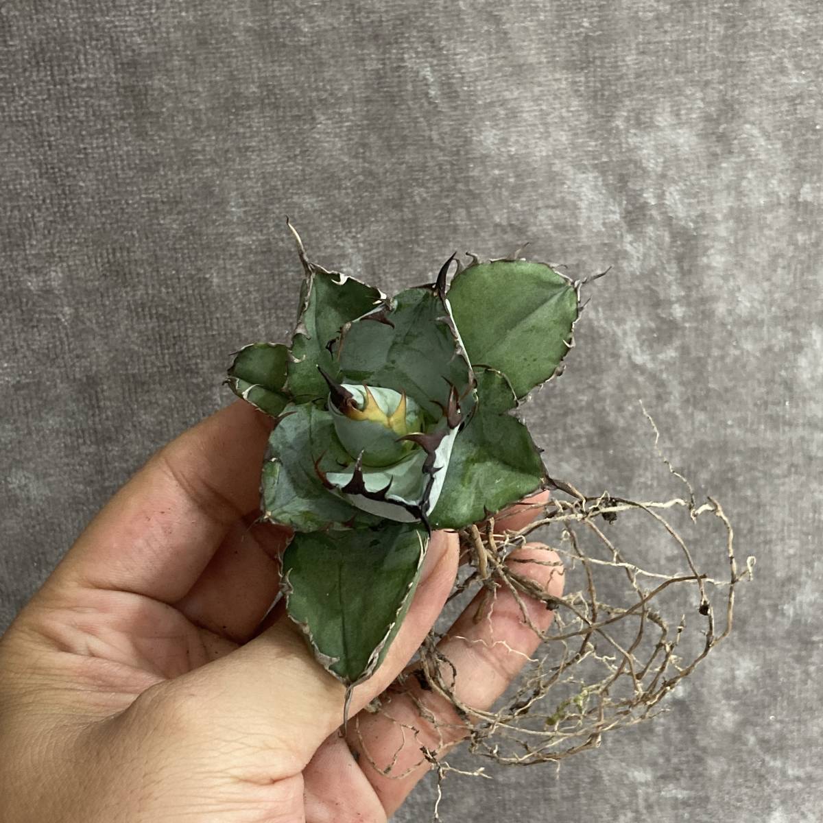 Yahoo!オークション - R92-1 特選 アガベ 多肉植物 チタノタ BB ブラッ...