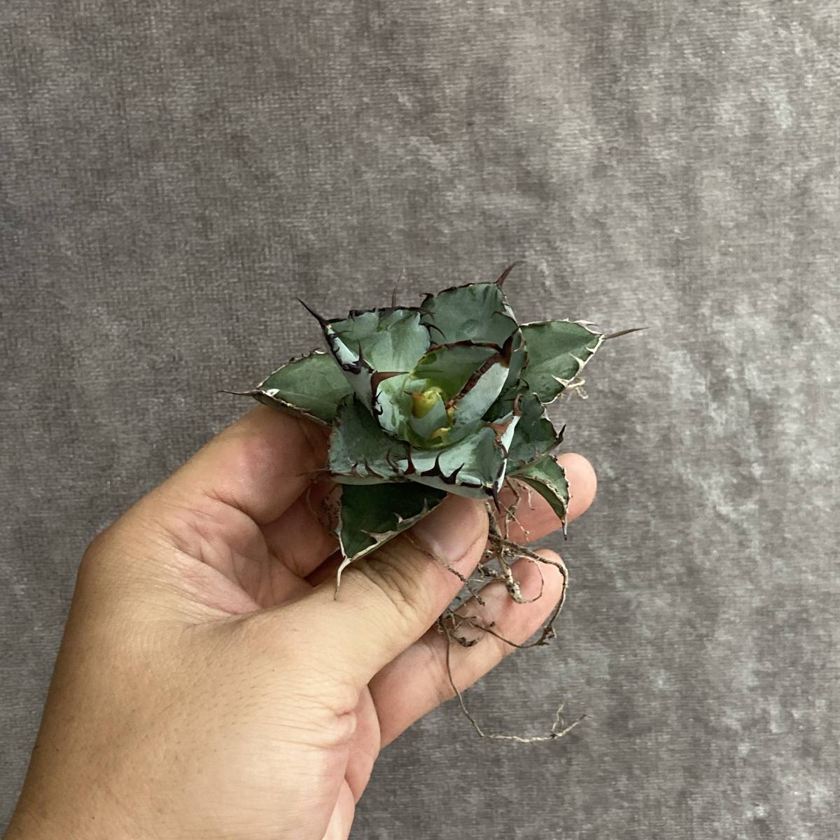 Yahoo!オークション - R92- 4 特選 アガベ 多肉植物 チタノタ BB ブラ...