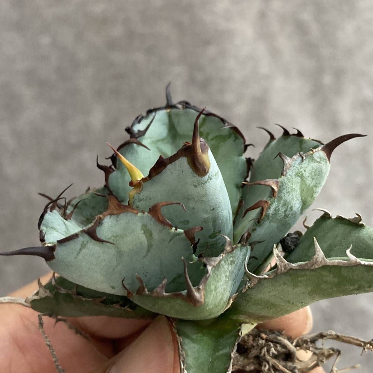 Yahoo!オークション - R92- 4 特選 アガベ 多肉植物 チタノタ BB ブラ...