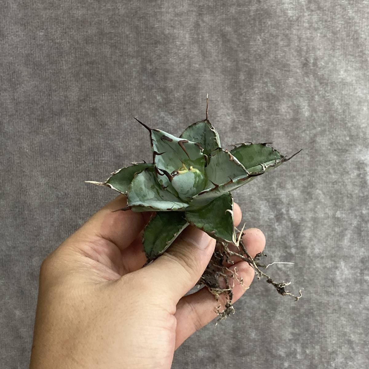 Yahoo!オークション - R92- 6 特選 アガベ 多肉植物 チタノタ BB ブラ...