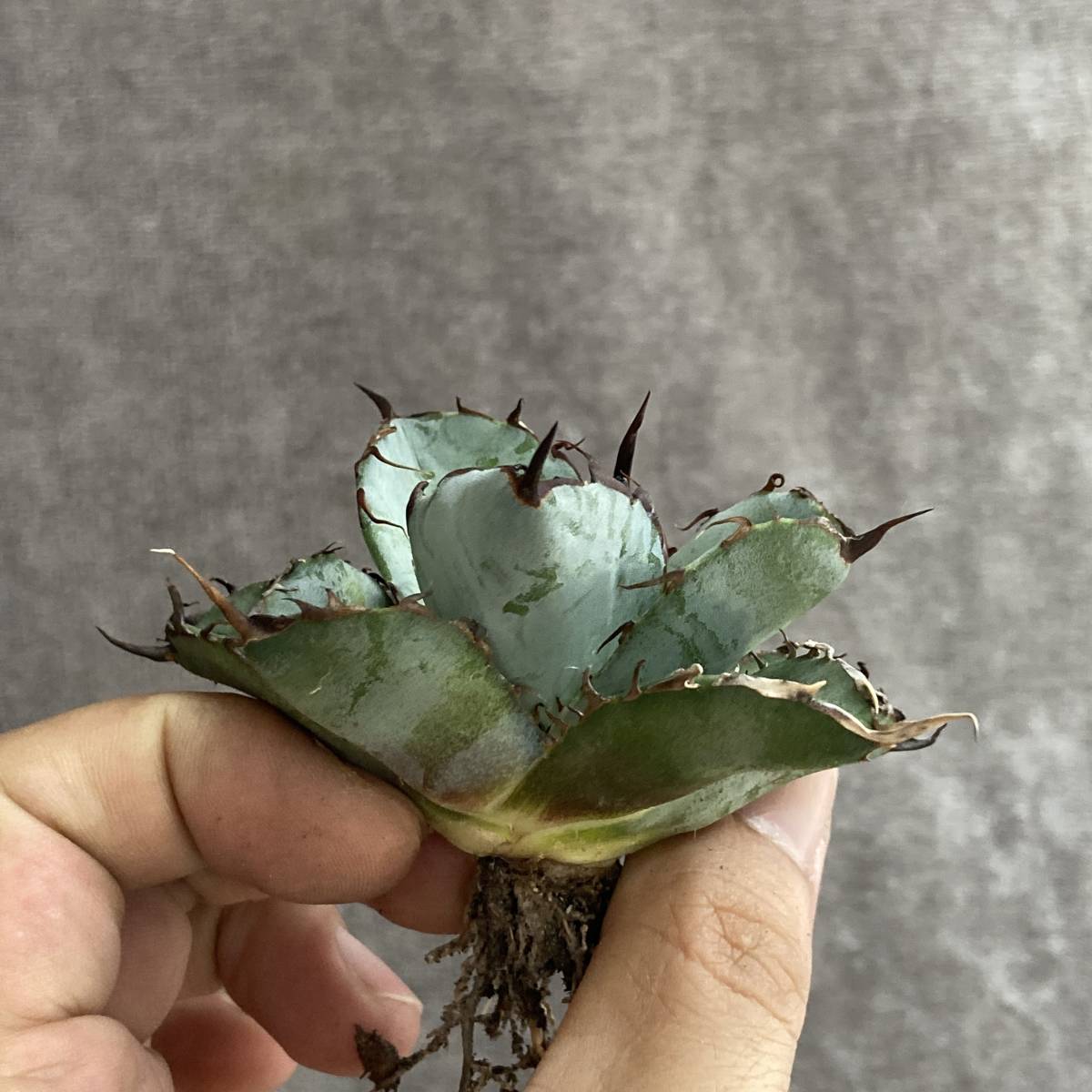 Yahoo!オークション - R92- 6 特選 アガベ 多肉植物 チタノタ BB ブラ...