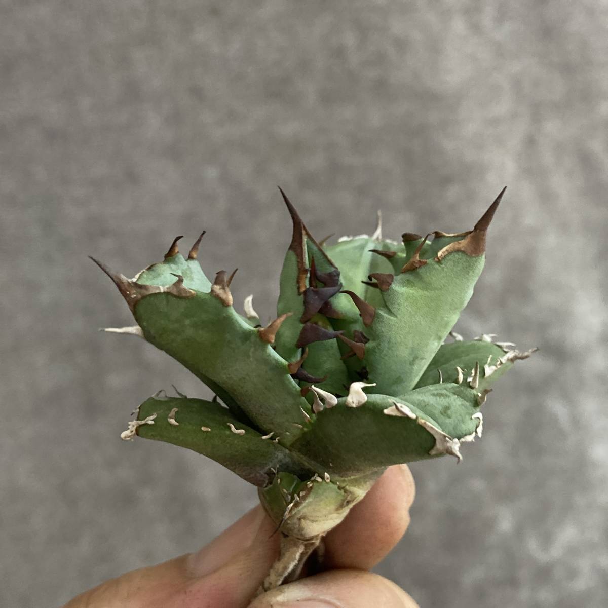 Yahoo!オークション - R92- 14 特選 アガベ 多肉植物 チタノタ 姫厳竜 ...