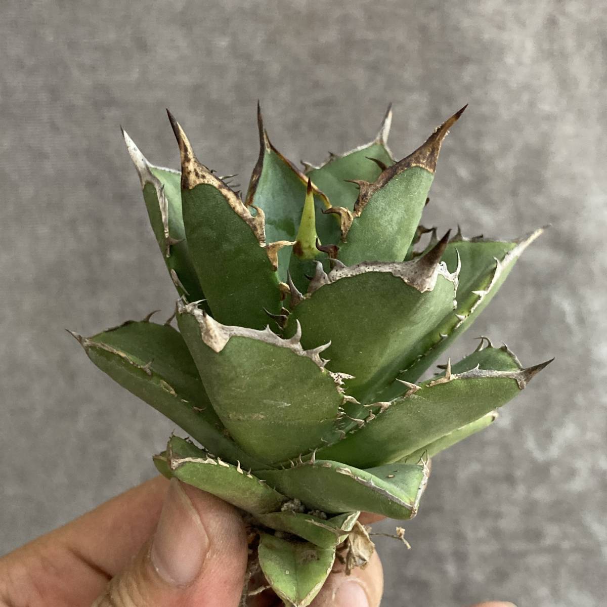 Yahoo!オークション - R92- 20 特選 アガベ 多肉植物 チタノタ 小島白...