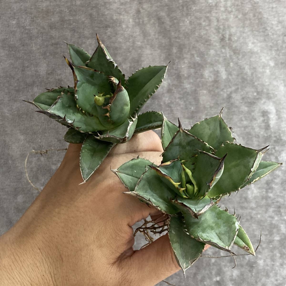 Yahoo!オークション - R92-21 特選 アガベ 多肉植物 チタノタ 小島白刺...