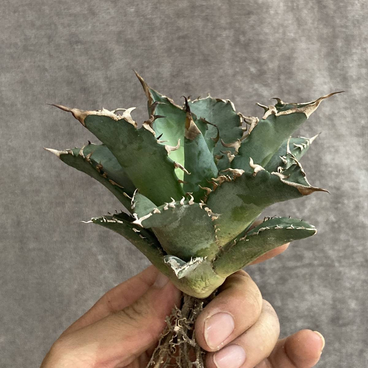 Yahoo!オークション - R92-26 特選 アガベ 多肉植物 チタノタ 白鯨 福...