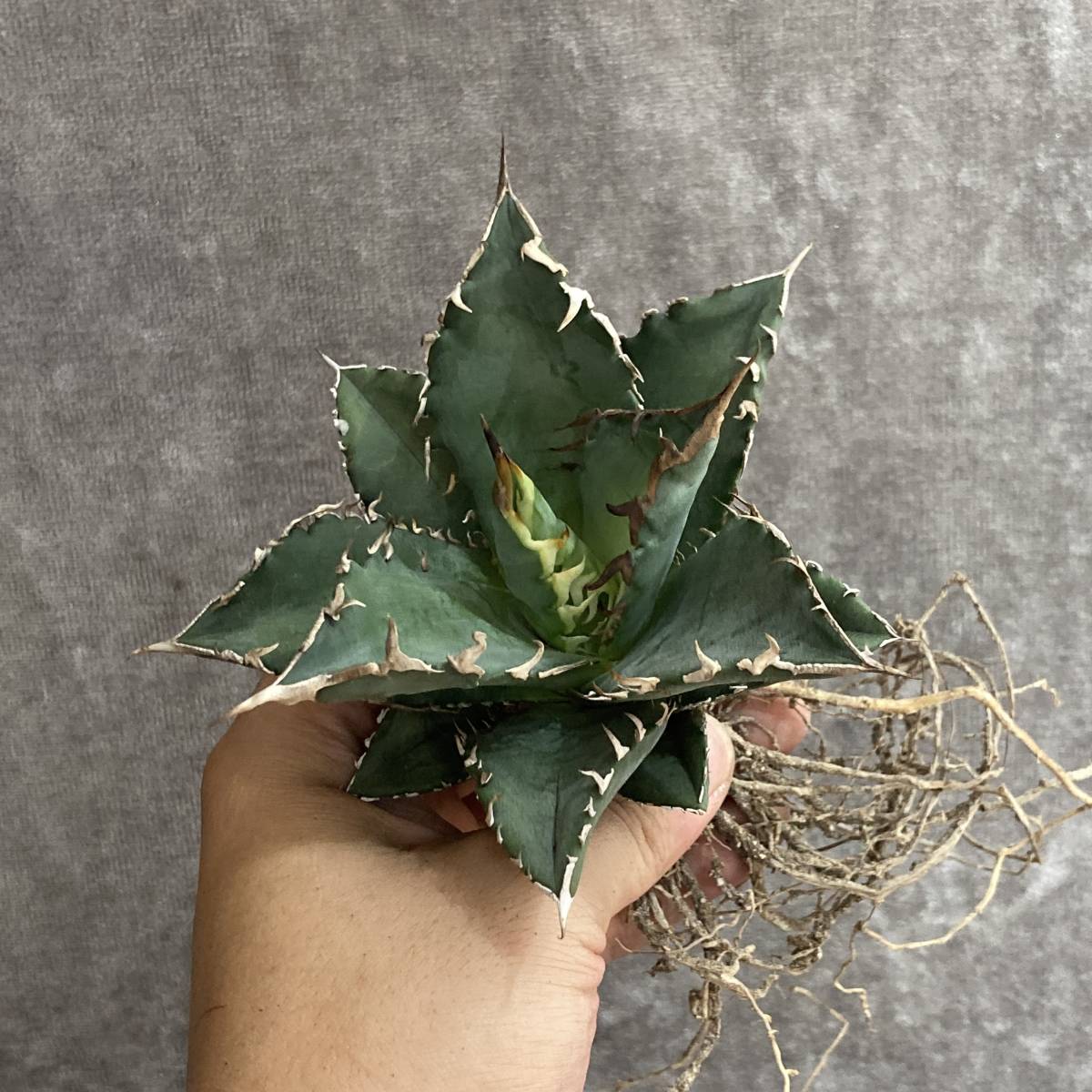 Yahoo!オークション - R92-26 特選 アガベ 多肉植物 チタノタ 白鯨 福...