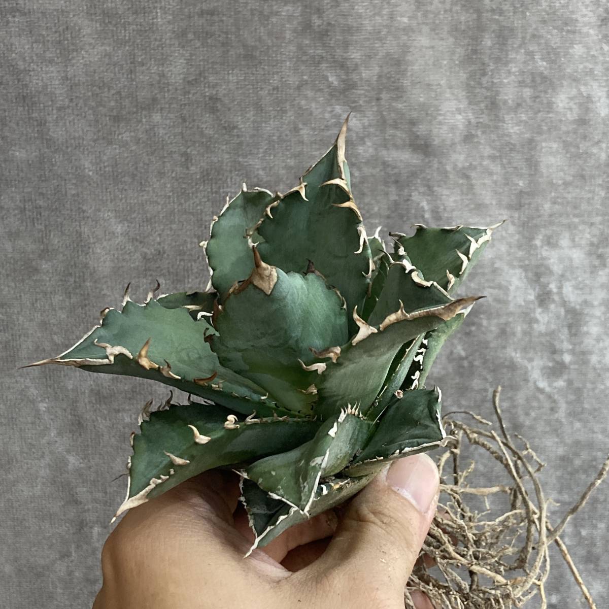 Yahoo!オークション - R92-27特選 アガベ 多肉植物 チタノタ 白鯨 福建...