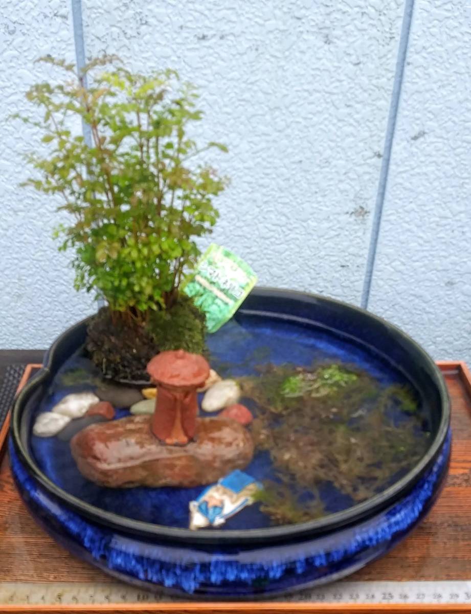 Yahoo!オークション - 936トネリコ 苔玉 メダカ水盤