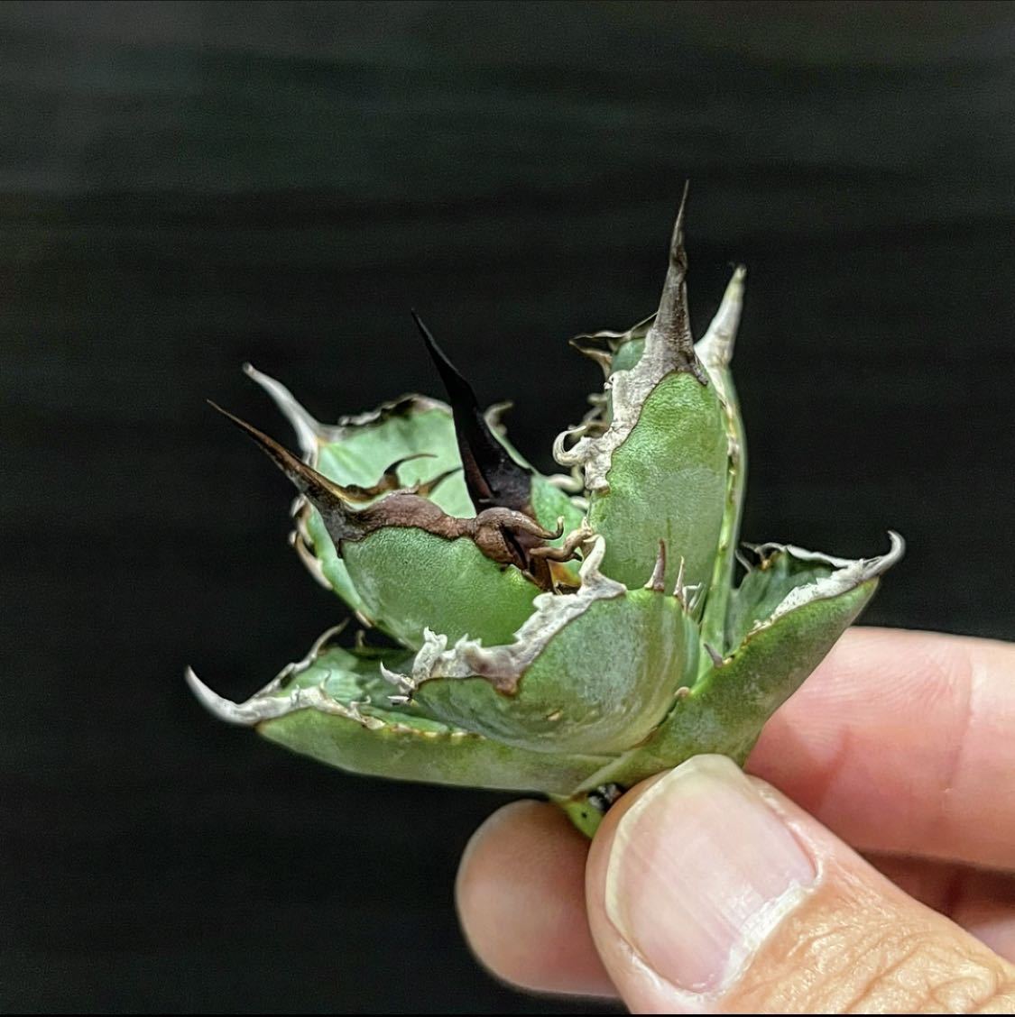 Yahoo!オークション - hp 110 アガベ チタノタ fo76(オテロイ) 強棘選...