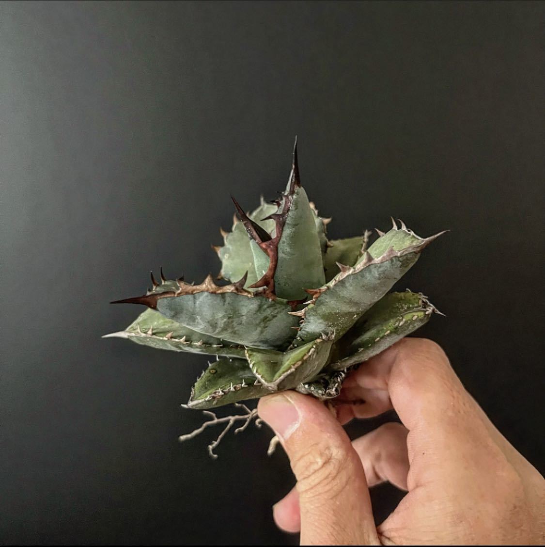 hp 159 アガベ チタノタブルー osp育成株 w約11センチ(アガベ)｜売買されたオークション情報、yahooの商品情報をアーカイブ公開 - オークファン（aucfan.com）