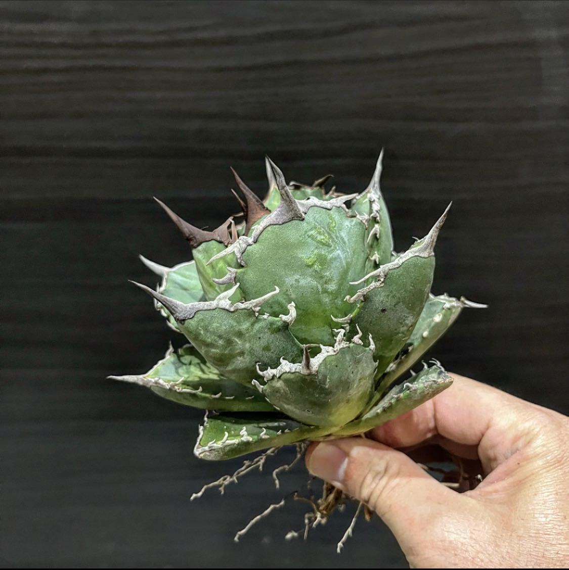 Yahoo!オークション - hp 14 アガベ チタノタ fo76 osp育成株 w約13セ...