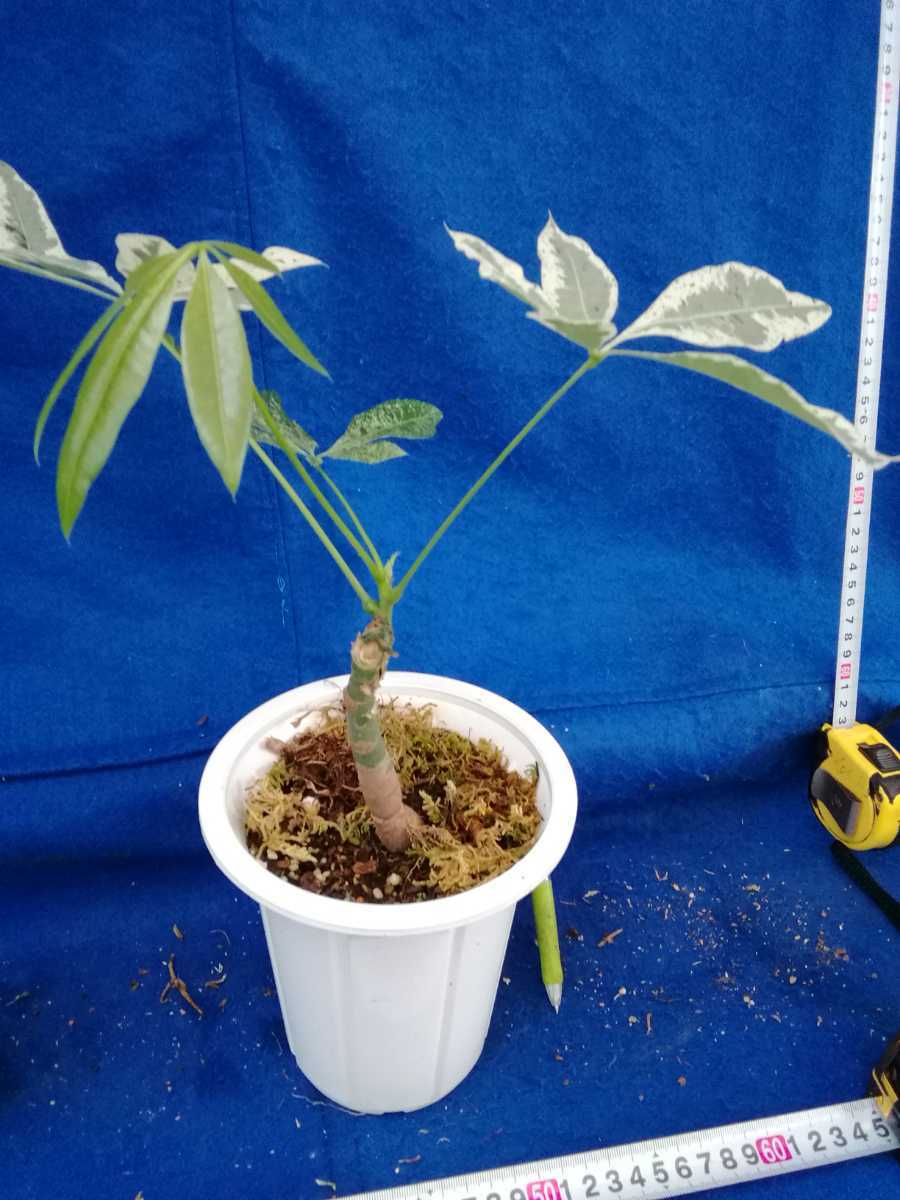 Yahoo!オークション - NO.0945 斑入り 古典 斑入パキラ ミルキーウェイ...