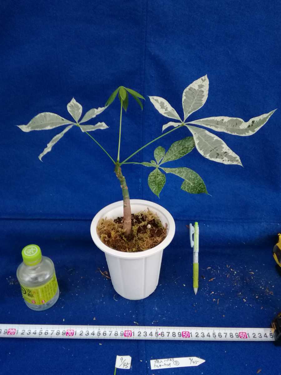 Yahoo!オークション - NO.0945 斑入り 古典 斑入パキラ ミルキーウェイ...