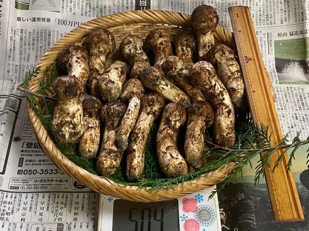 Yahoo!オークション - 松茸 長野県 国産 504g つぼみ まつたけ マツタ...