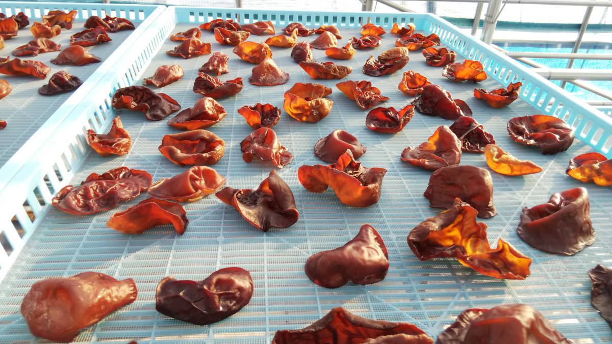 Yahoo!オークション - 国産きくらげ 天日乾燥 （内容量 12gx4個)