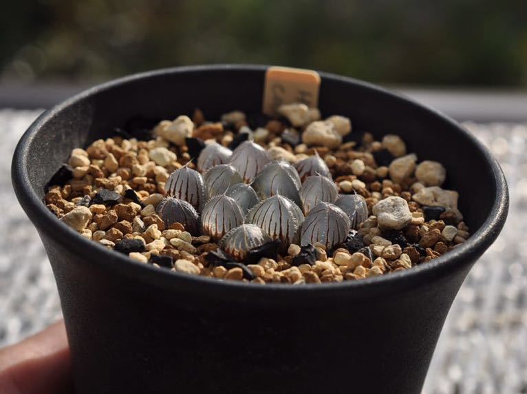 Yahoo!オークション - 22.74 H.hyb (cooperi×venusta) ハオルチア交...