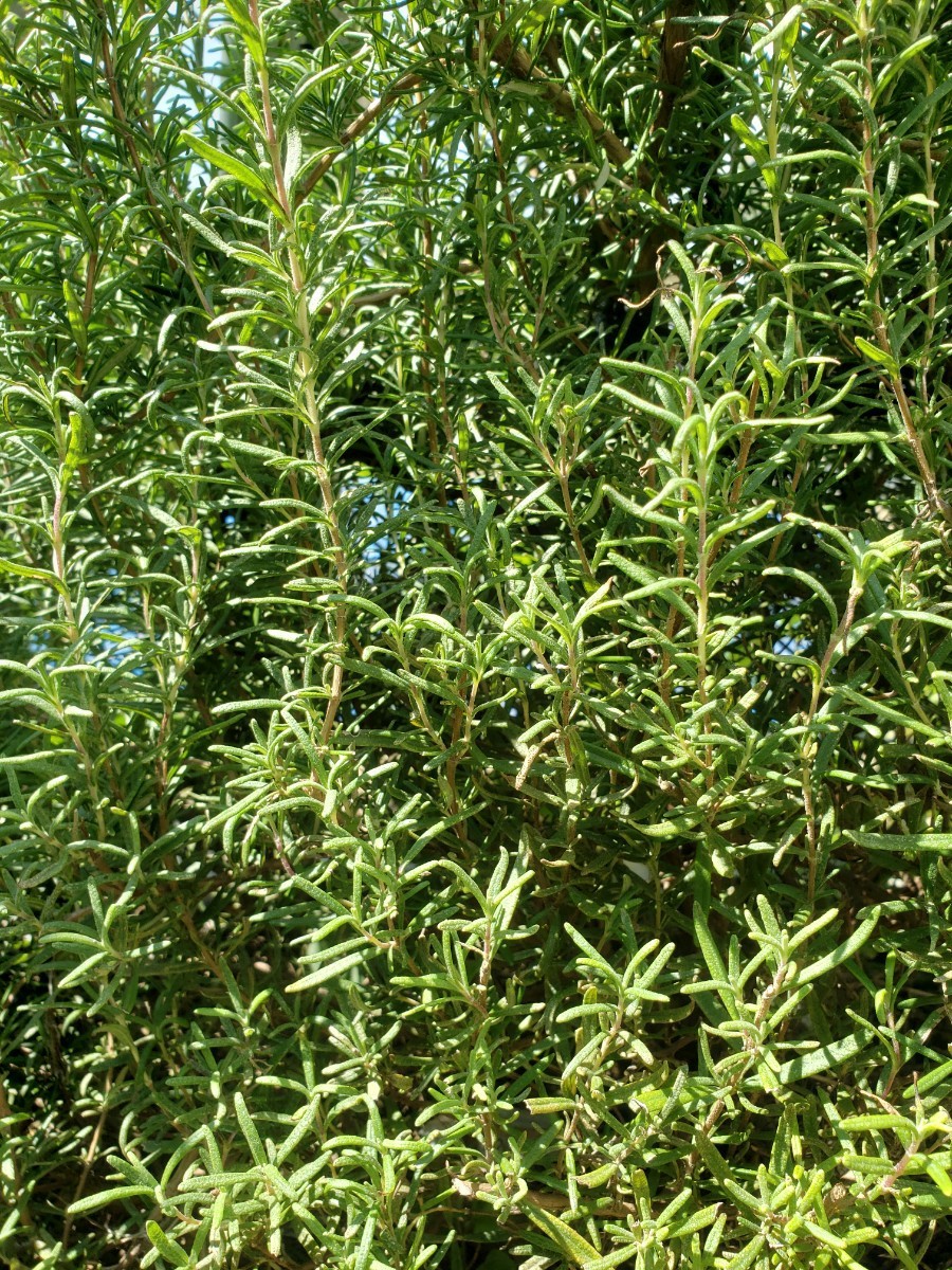 オステオスペルマム 挿し木用(5本)｜PayPayフリマ