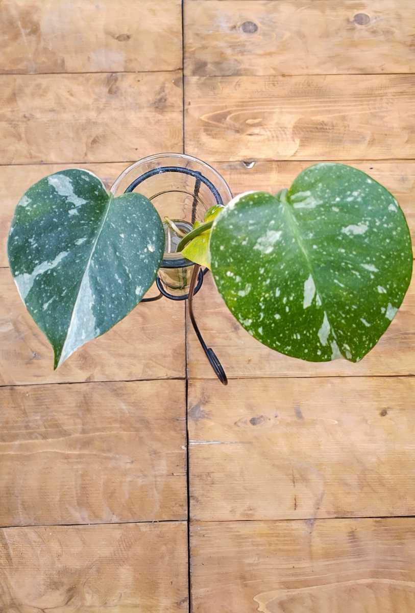 Yahoo!オークション - モンステラ 斑入り