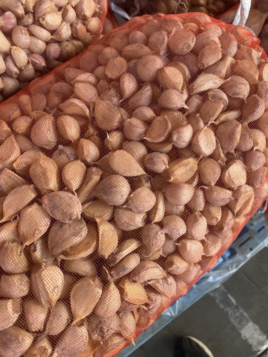 Yahoo!オークション - タネ用 消毒済み にんにく 1kg ML 青森県産福地...