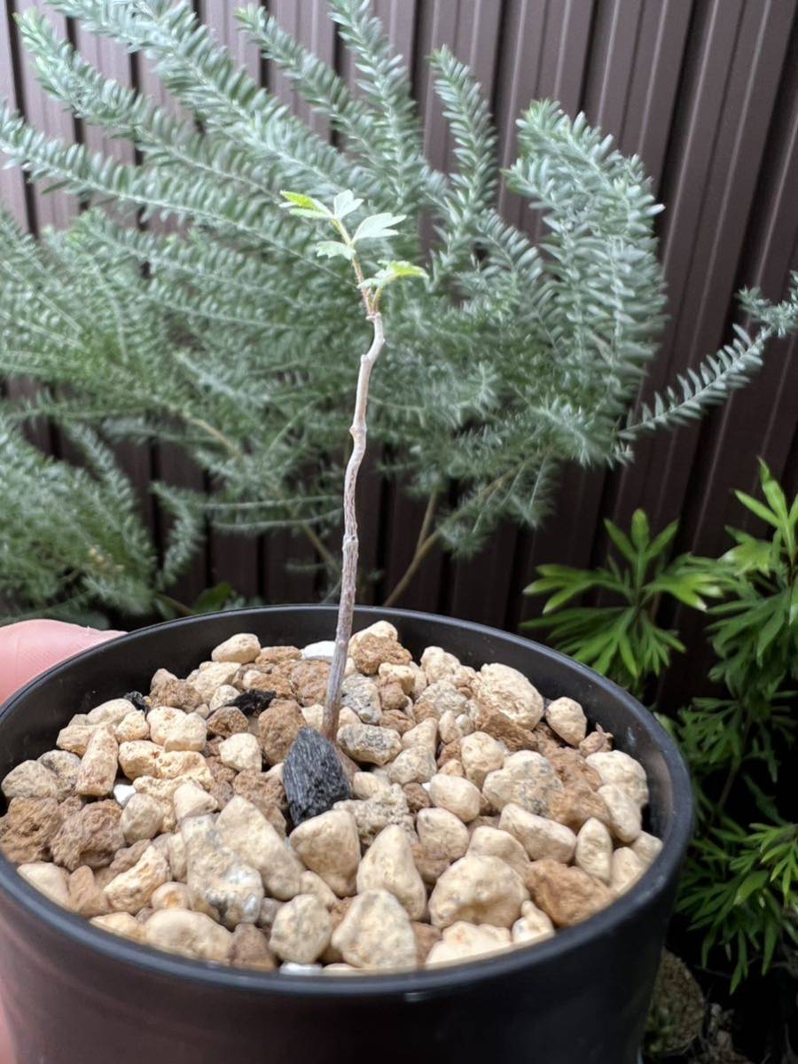 Yahoo!オークション - パキコルムス・ディスカラー ④ / ウルシ科 オペ...